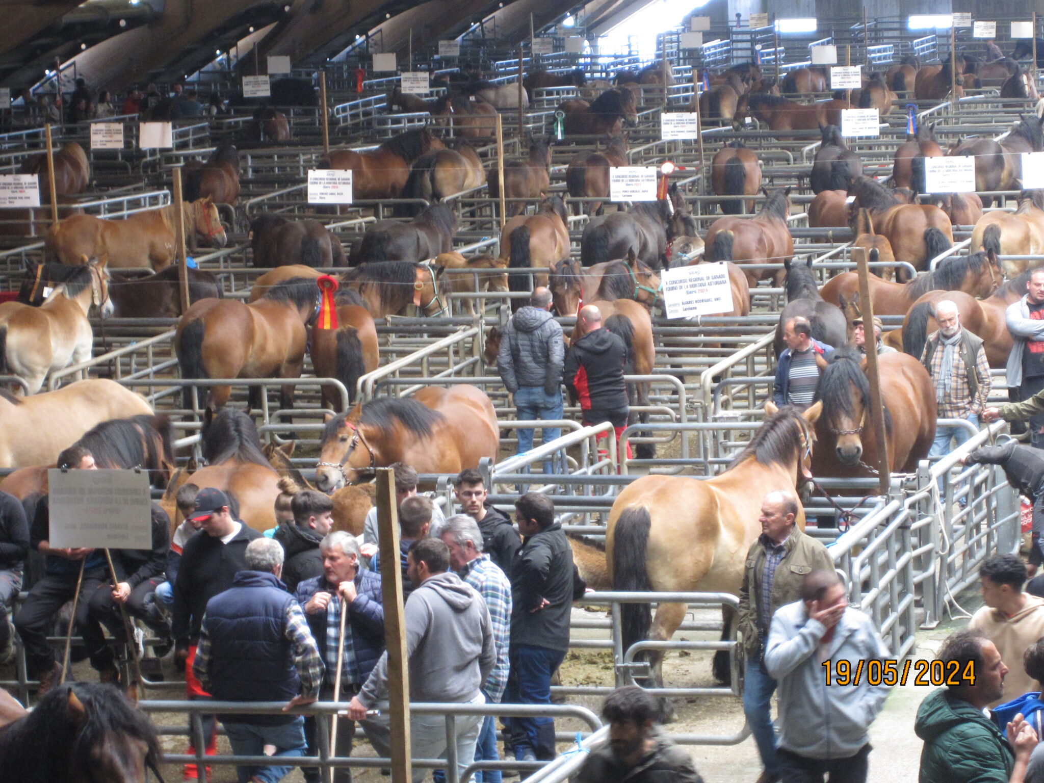 Concurso Equino 2025 - Ayuntamiento de Siero